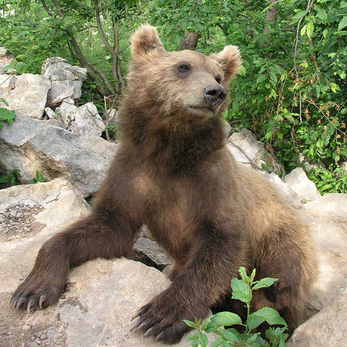 Fauna | PP Velebit